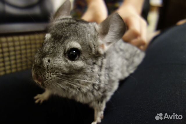 Шиншилла мальчик