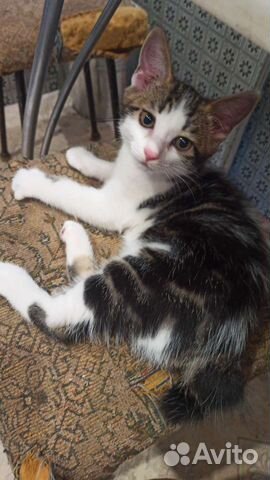 Курильский бобтейл