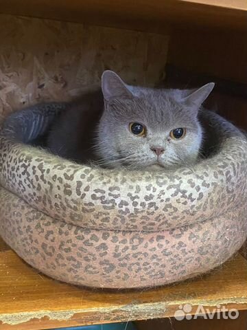 Британка Алиса