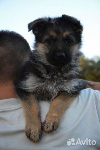 Супер девочки немецкой овчарки