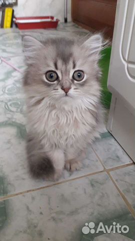 Продажа британских золотых котят