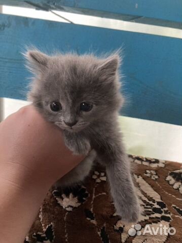Котенок полубританский
