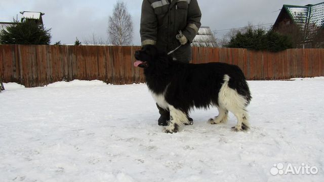 Ньюфа - для семьи: