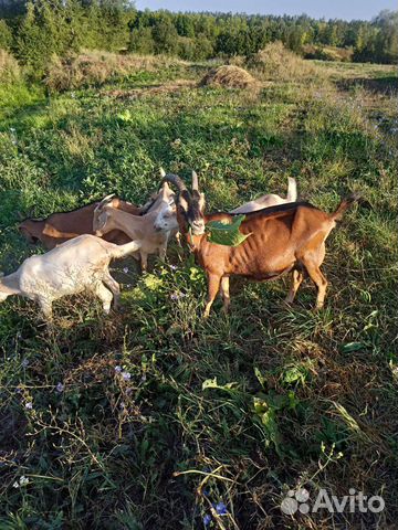Коза дойная молочная