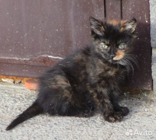 Котёнок (девочка) ищет дом