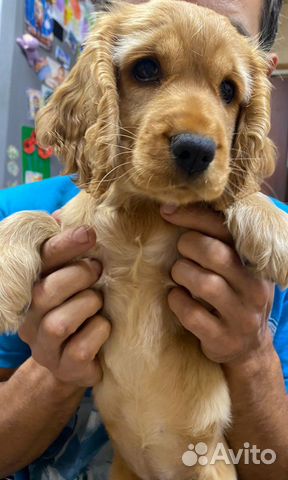 Девушка ищет принца