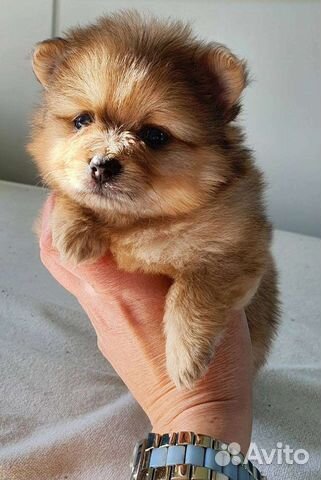 Померанский шпиц