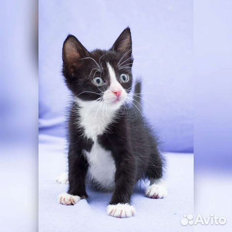 Котенок Ника