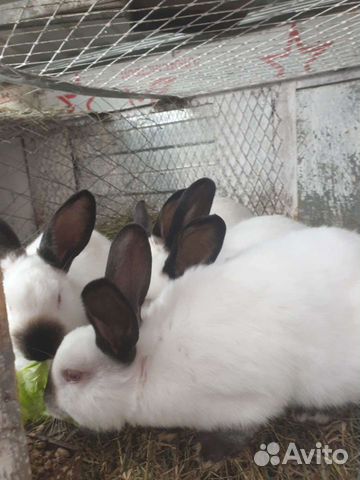 Калифорнийские кролики