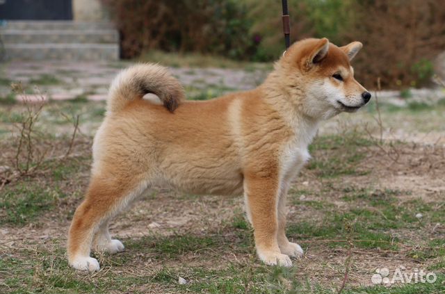 Малышка Сиба ину с документами РКФ