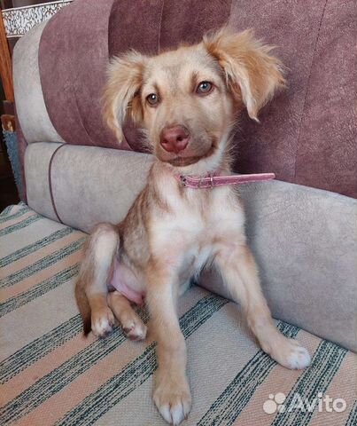 Щенку очень нужен хозяин