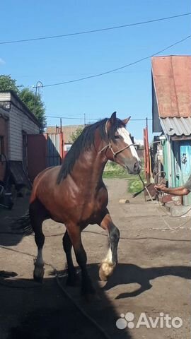 Владимирский жеребец