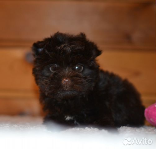 Шикардосик