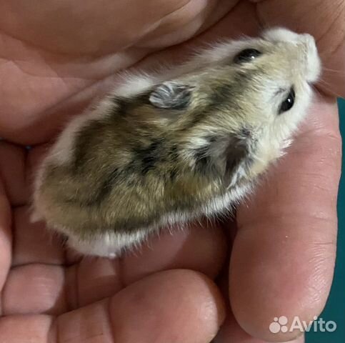 Джунгарские хомячки