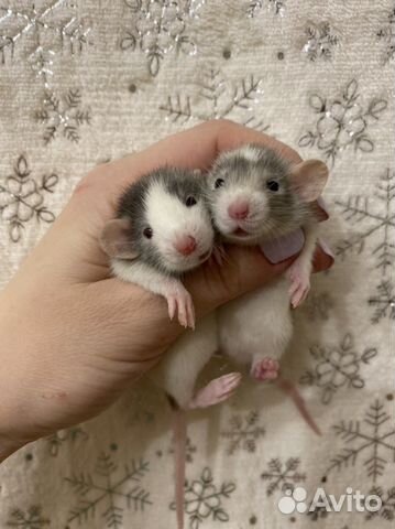 Крысята Дамбо много окрасов.Питомник