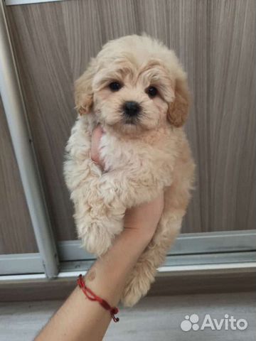 Мальтипу Ф1 жемчуг Беж