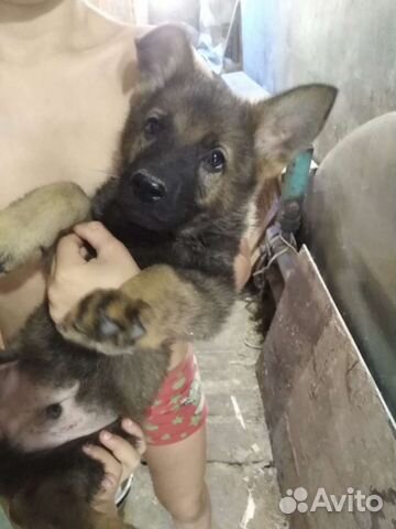 Немецкая овчарка