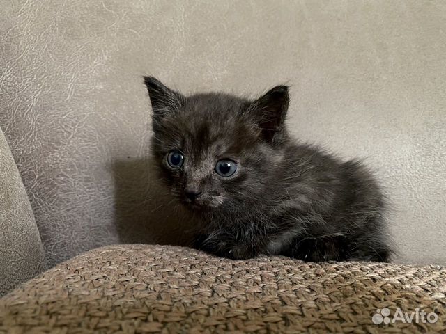 Котёнок чёрно-дымного окраса