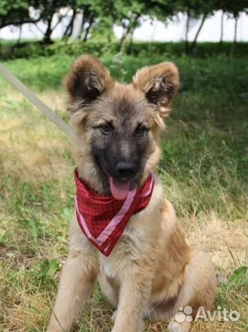 Щенок Мелвин в добрый дом