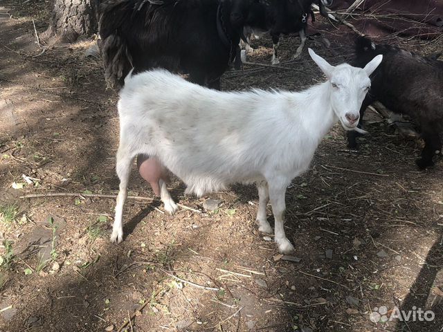 Козы дойные, козочки и козлята