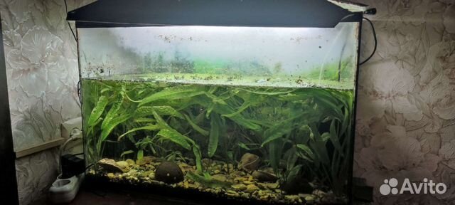 Аквариум и его содержимое