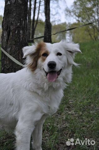 Веснушка грустит в приюте