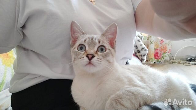 Найдена кошка