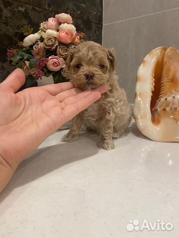 Мальтипу f1 micro mini China+Korea Sensation girls