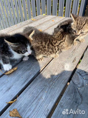 Котята от домашней кошки Таби 2 мес ручные