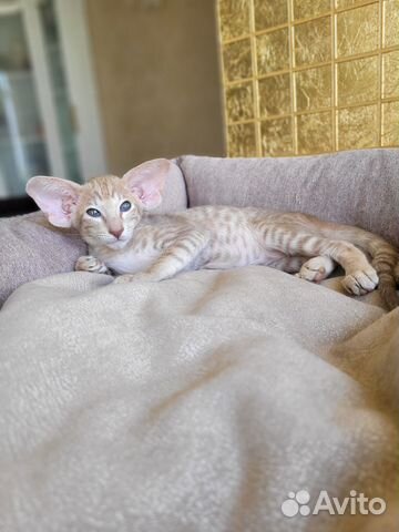 Ориентальные и сиамские котята