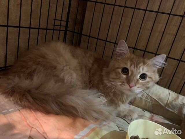 Рыжая морда