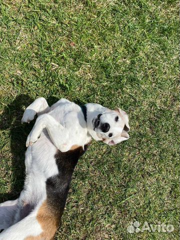 Эстонская гончая для вязки