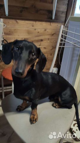 Такса кроличья (мини, вес 3.8 кг)