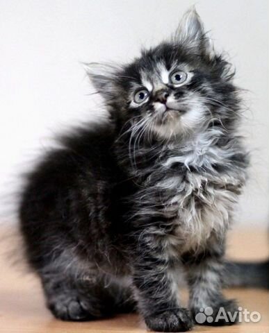 Котенок с укороченным хвостиком в добрые оуки