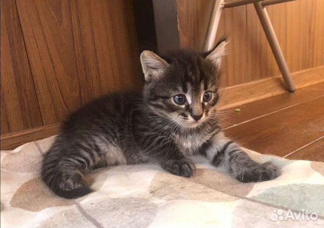 Хорошенький котенок-мальчик в дар