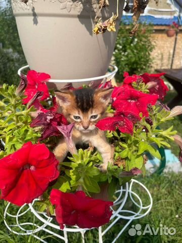 Абиссинские котята