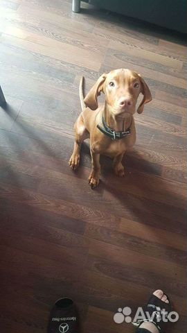 Венгерская выжла