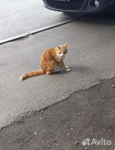 Два молодых котика на улице