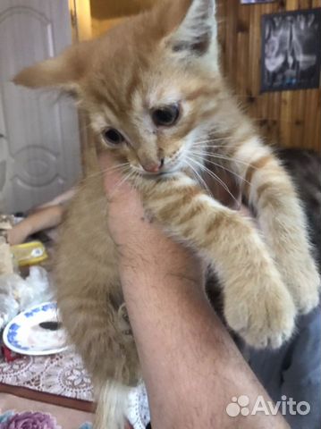 Котята бесплатно