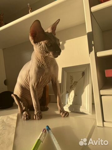 Канадский сфинкс