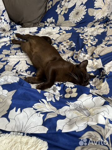 Бурманская кошка (бурма)