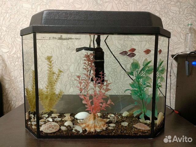 Аквариум с рыбками (4 тернеции и 2 сомика)