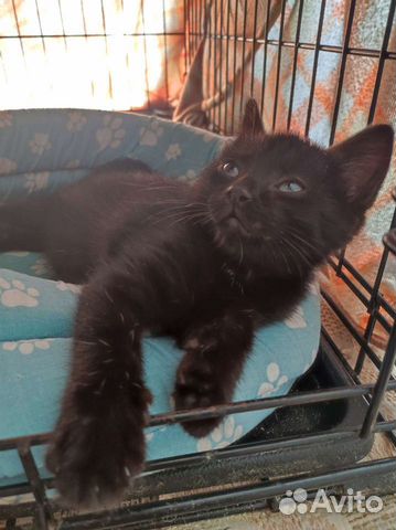 Котенок девочка, 2 мес