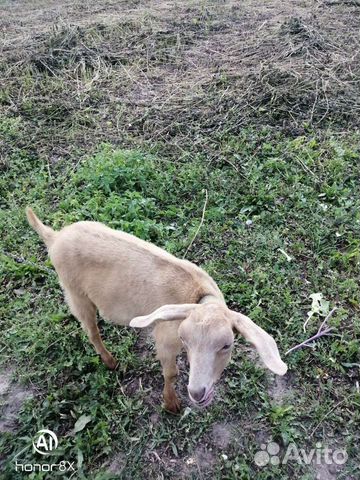 Козочка помесная