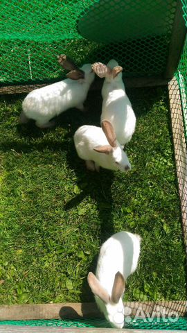 Кролики хорошенькие