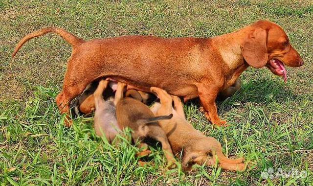 Щенки таксы бесплатно