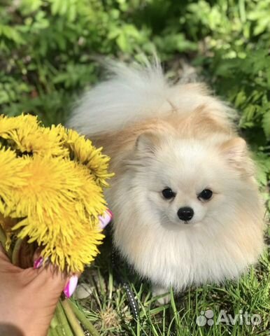 Померанский шпиц вязка