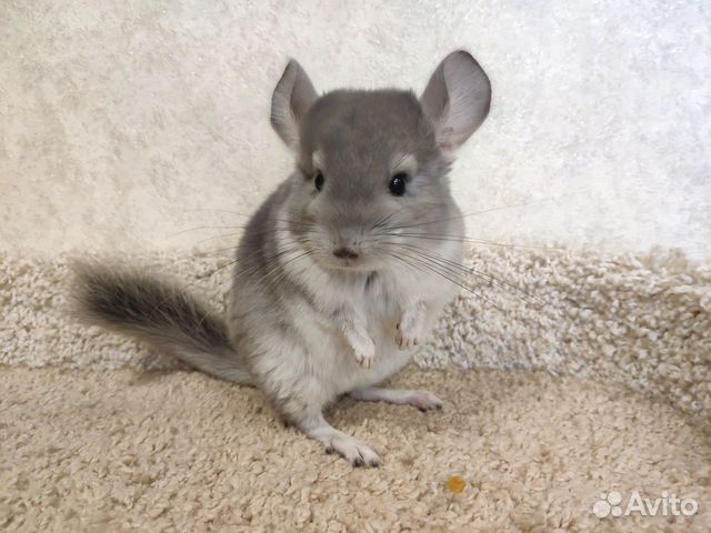 Шиншилла, мальчик, окрас фиолетовый