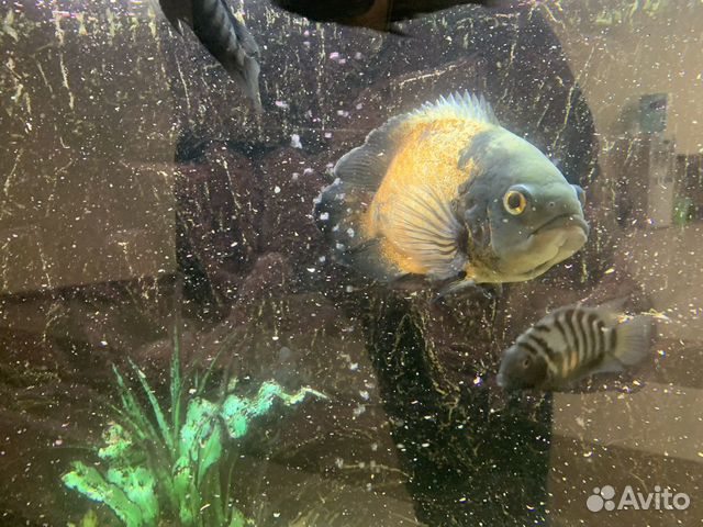 Рыба Астронотус