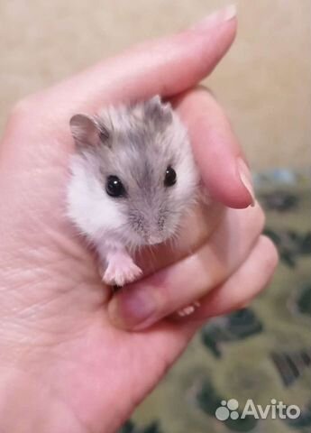 Джунгарский хомяк девочка